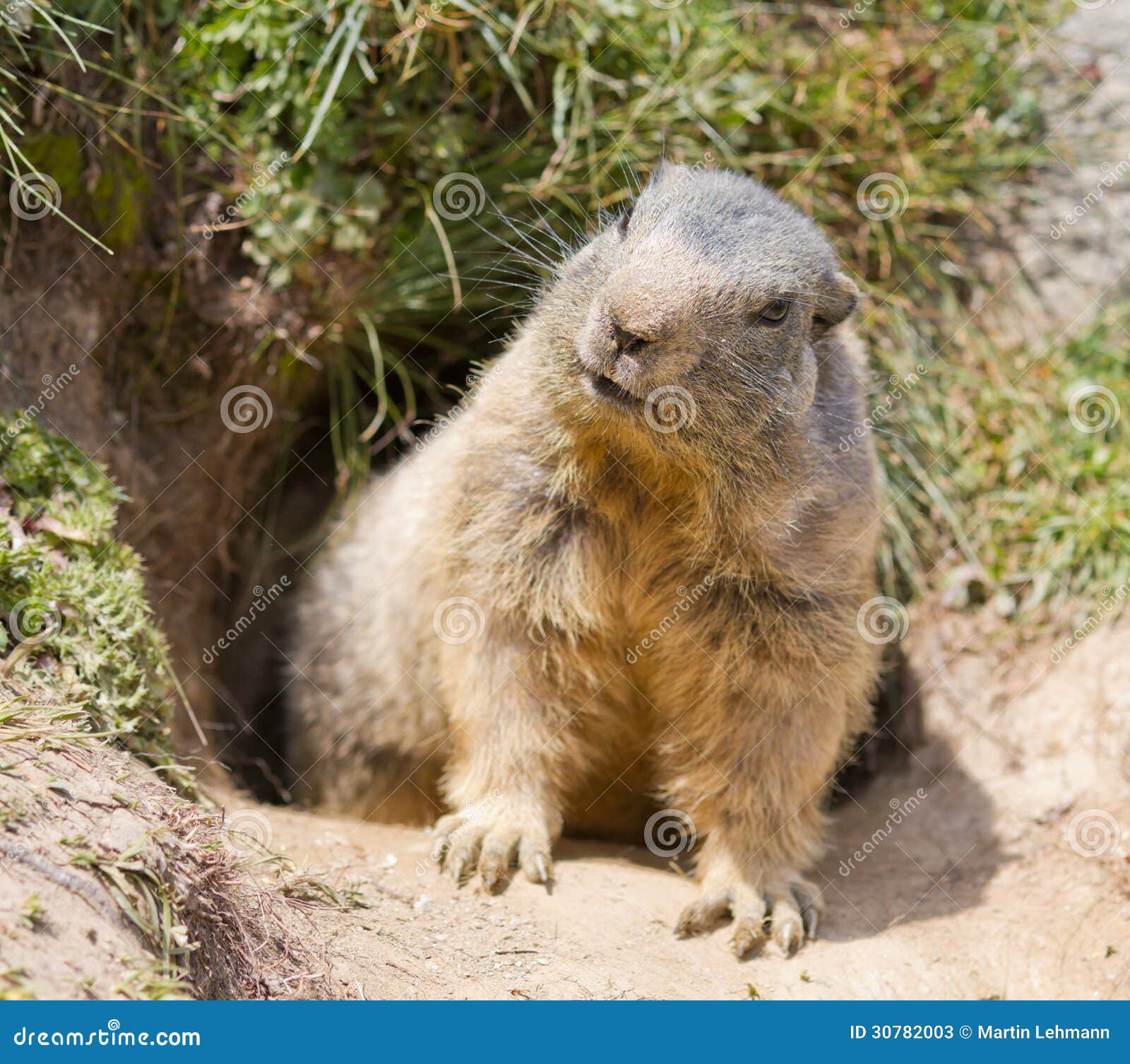 Groundhog in front of den stock image. Image of eating - 30782003