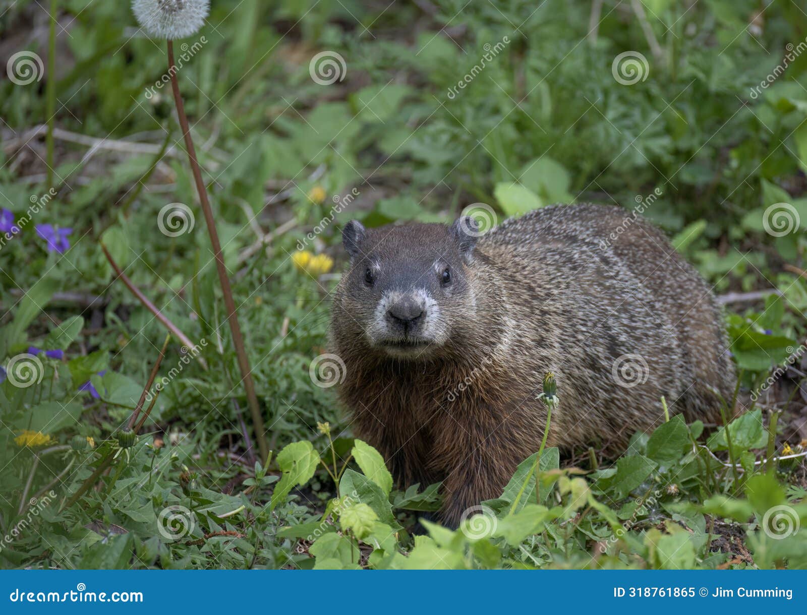 Groundhog or Gopher Eating Weeds in a Country Meadow. Stock Image ...