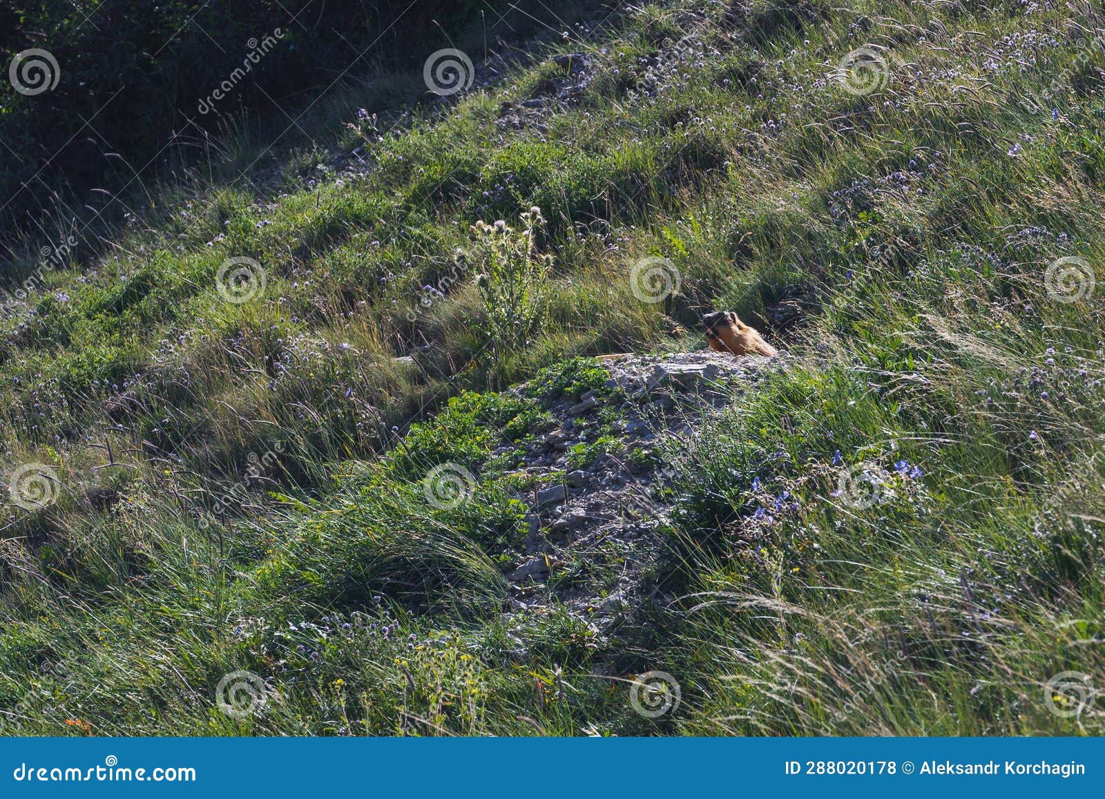 Groundhog in the Grass in Field in Summer Stock Photo - Image of cute ...