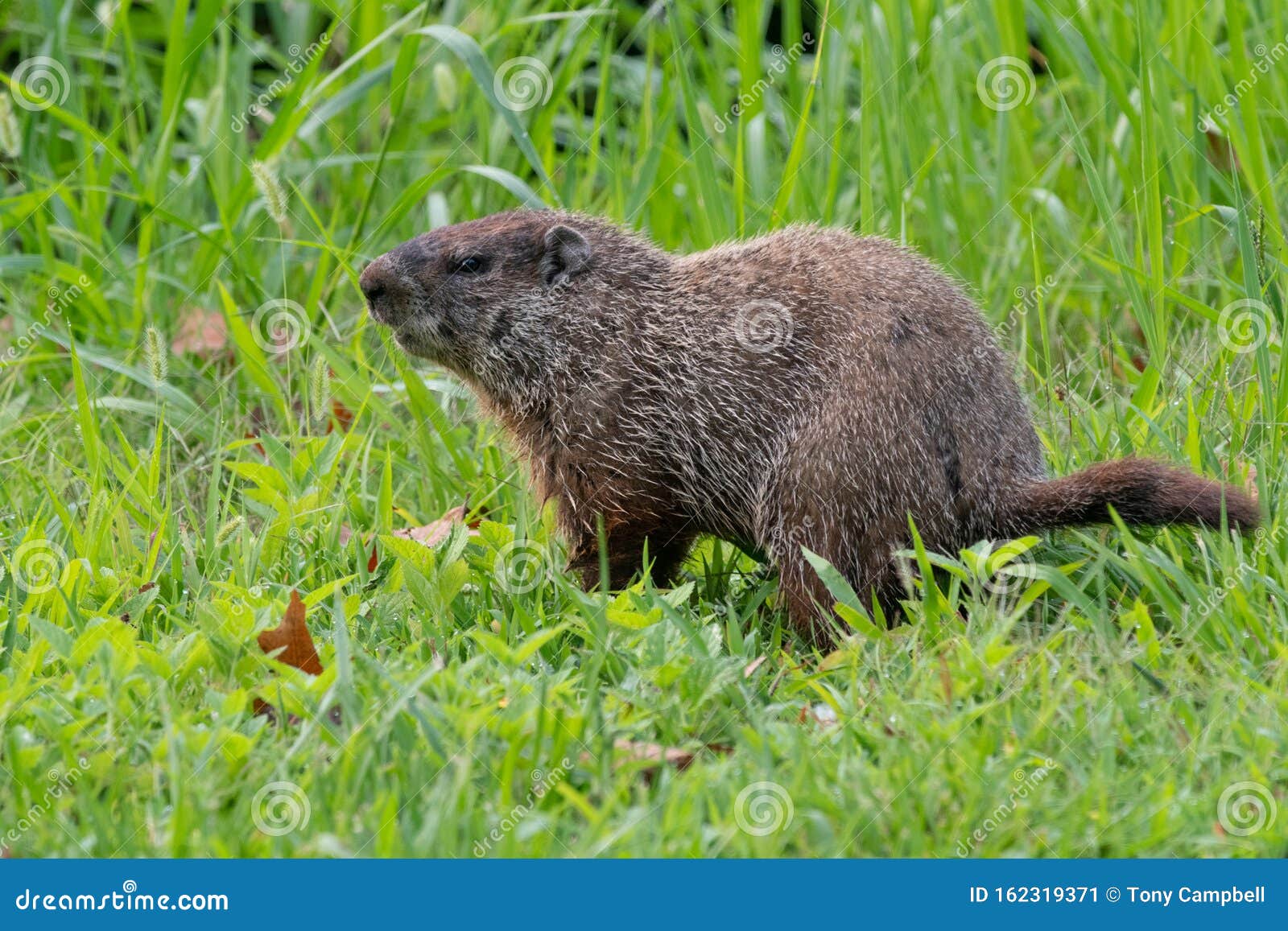 Groundhog in the grass stock image. Image of grass, field - 162319371
