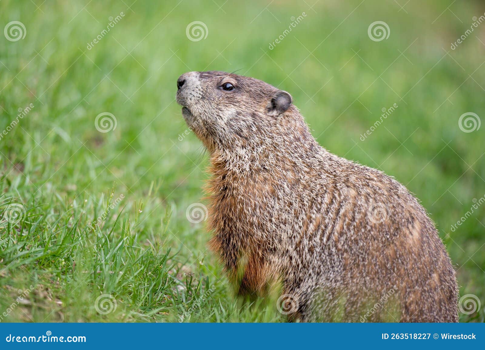 Groundhog in the Green Field Stock Image - Image of animal, nature ...