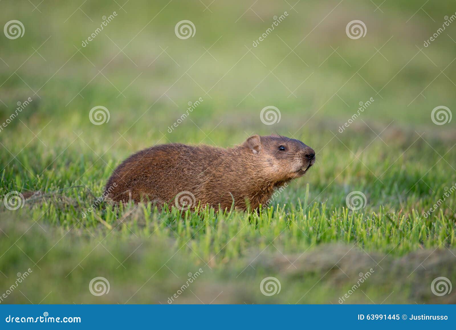 A Groundhog in a Green Field Stock Image - Image of ecoregion, snout ...