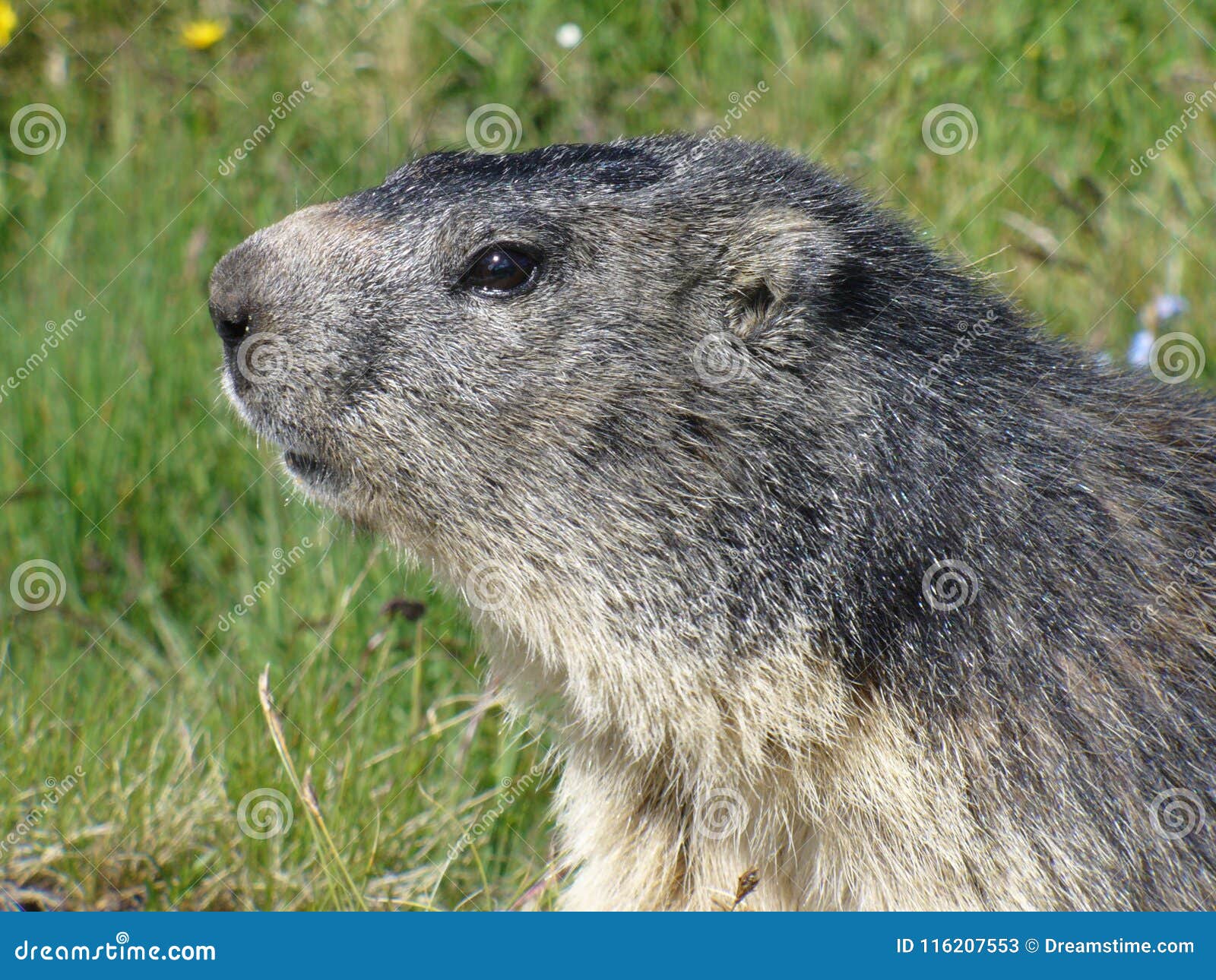 A Groundhog in the French Alps Stock Image - Image of flows, growing ...