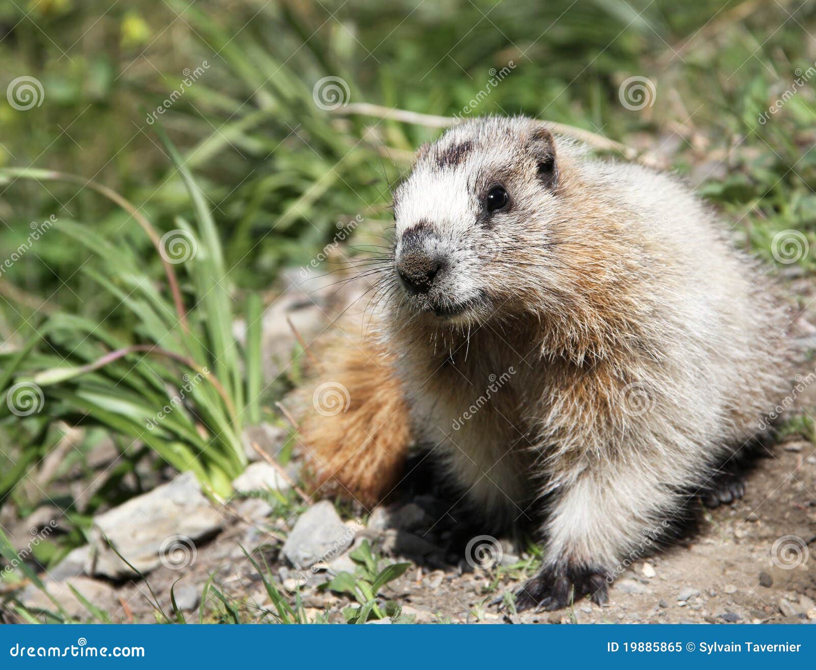 Groundhog marmot in wild stock image. Image of park, marmot - 19885865