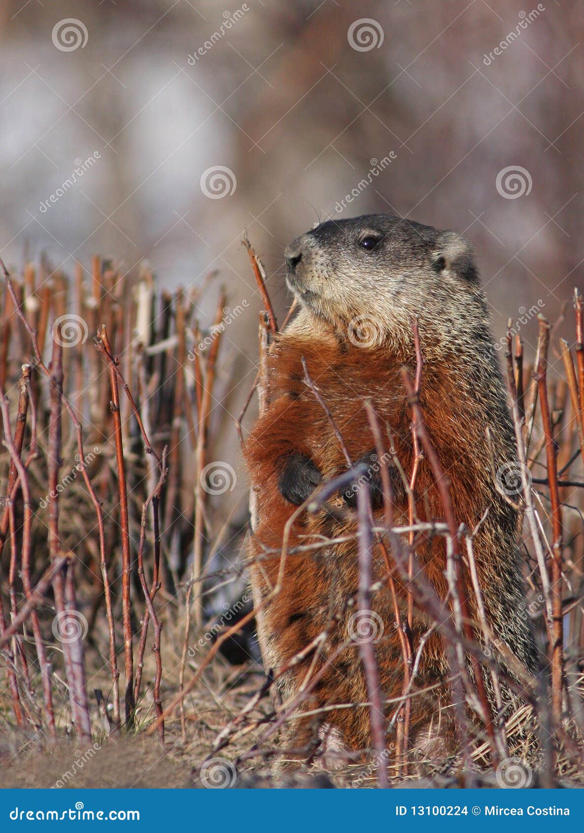 Groundhog (Marmota monax) stock photo. Image of groundhog - 13100224