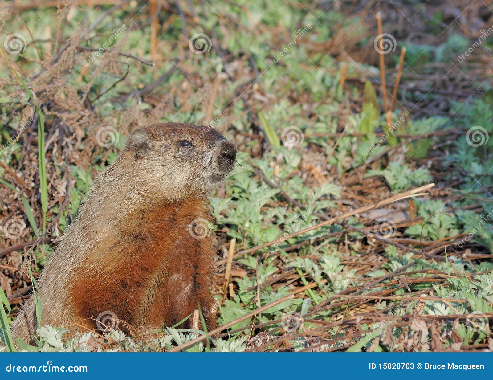 Groundhog (Marmota monax) stock image. Image of pest - 15020703