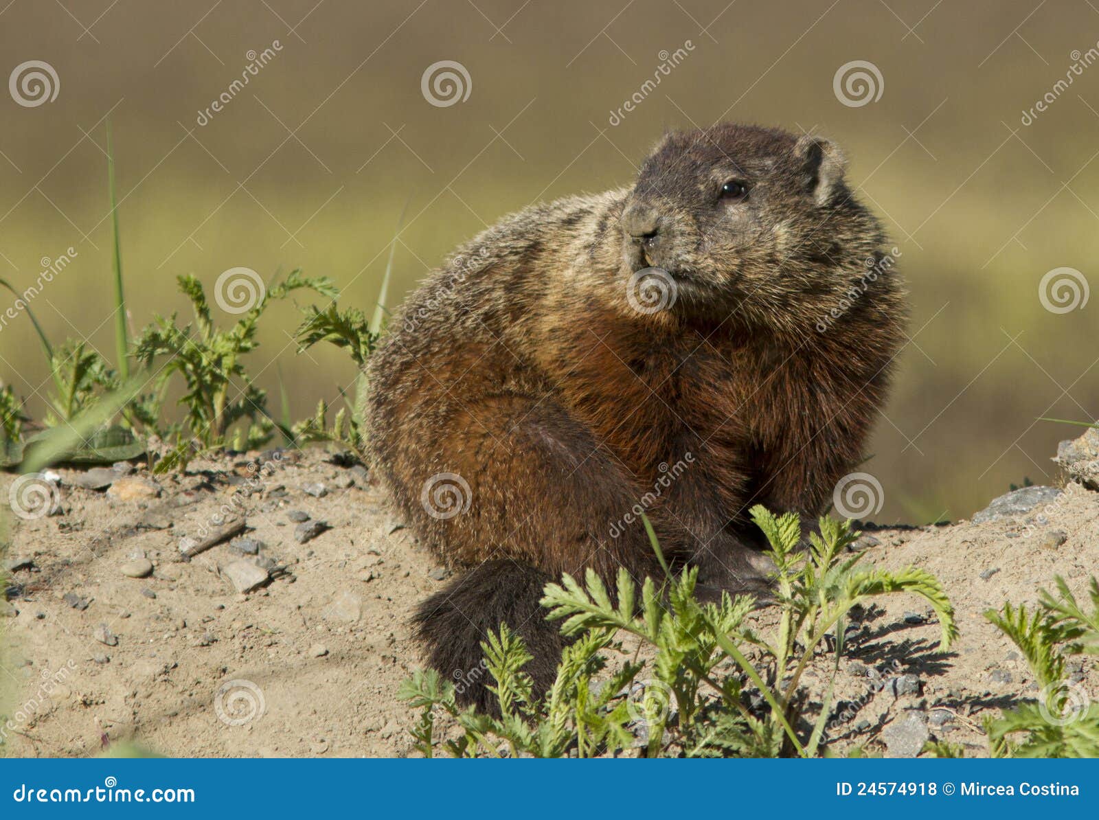 Groundhog (Marmota monax) stock photo. Image of whistle - 24574918
