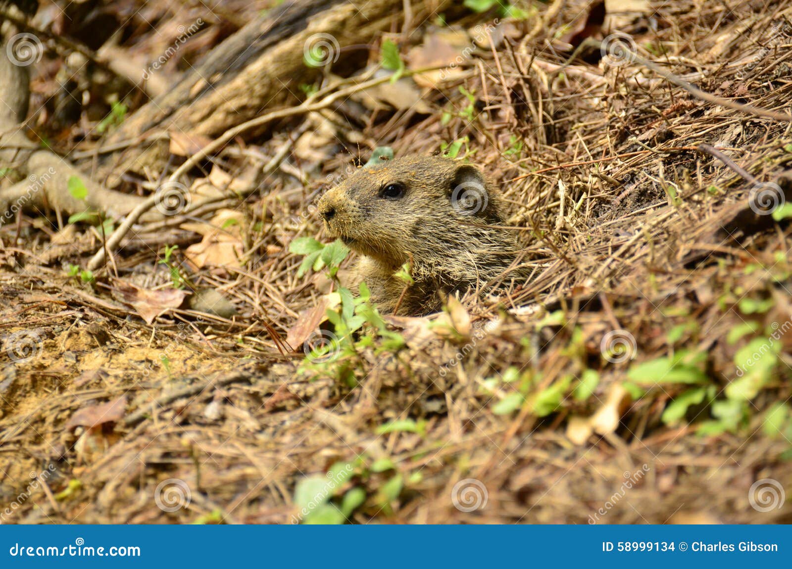 Groundhog (Marmota monax) stockfoto. Bild von geschöpf - 58999134