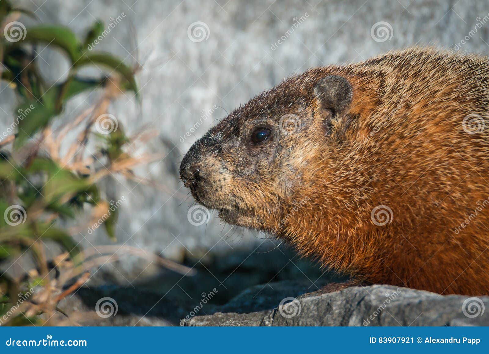 The Groundhog - Marmota Monax Stock Image - Image of animals, prairie ...