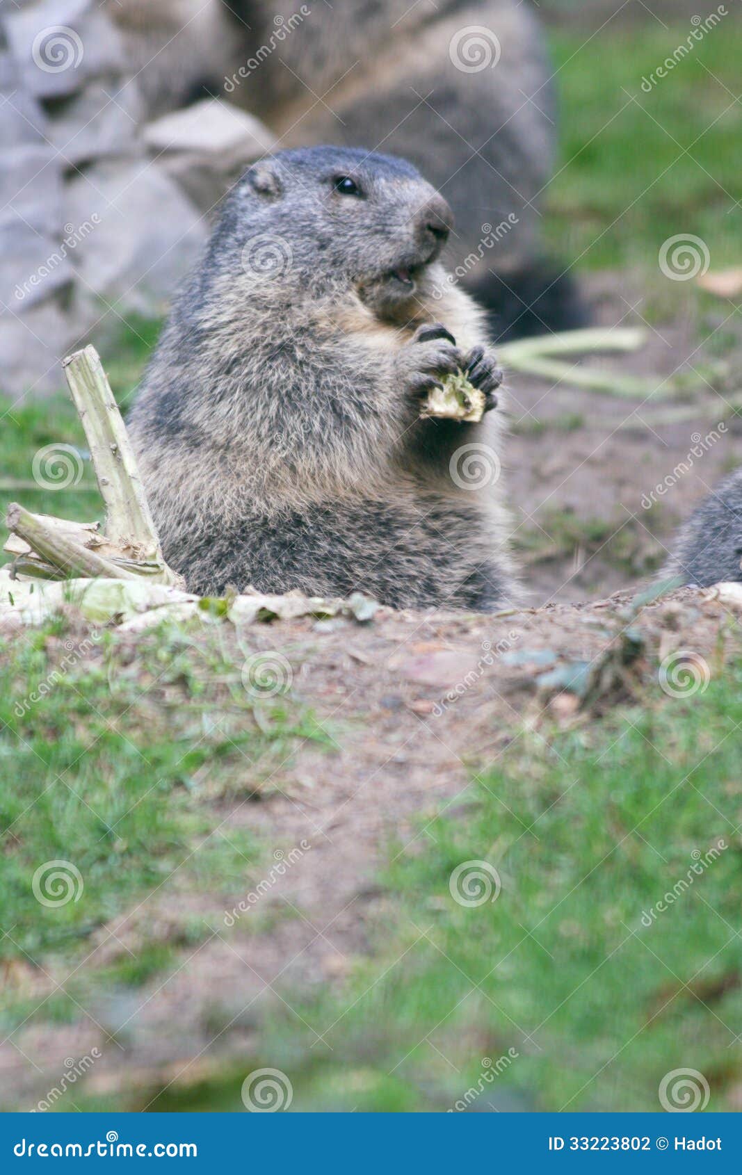 Groundhog (Marmota) stock photo. Image of mountains, foxhole - 33223802