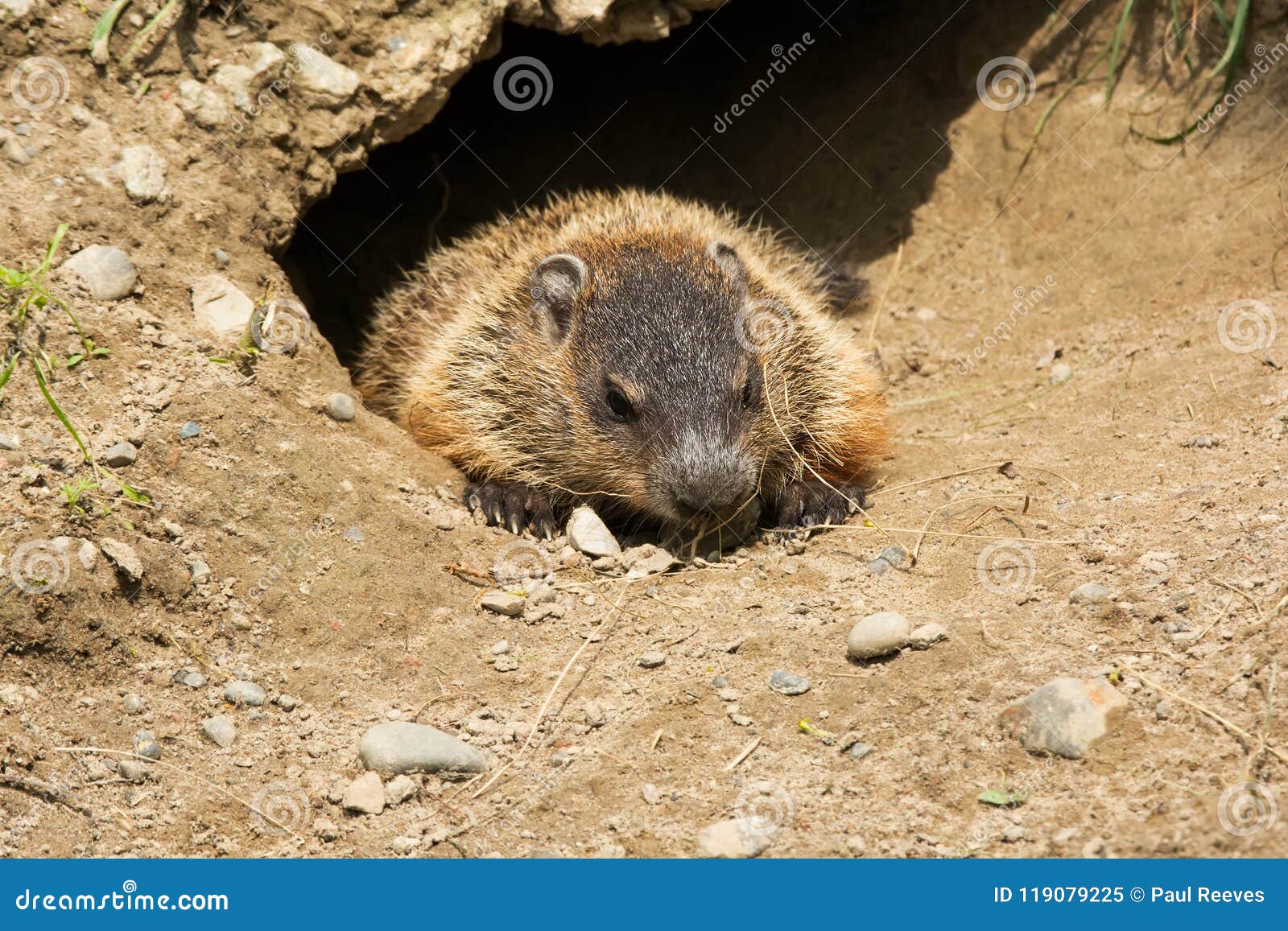 Groundhog - Monax Del Marmota Imagen de archivo - Imagen de toronto ...