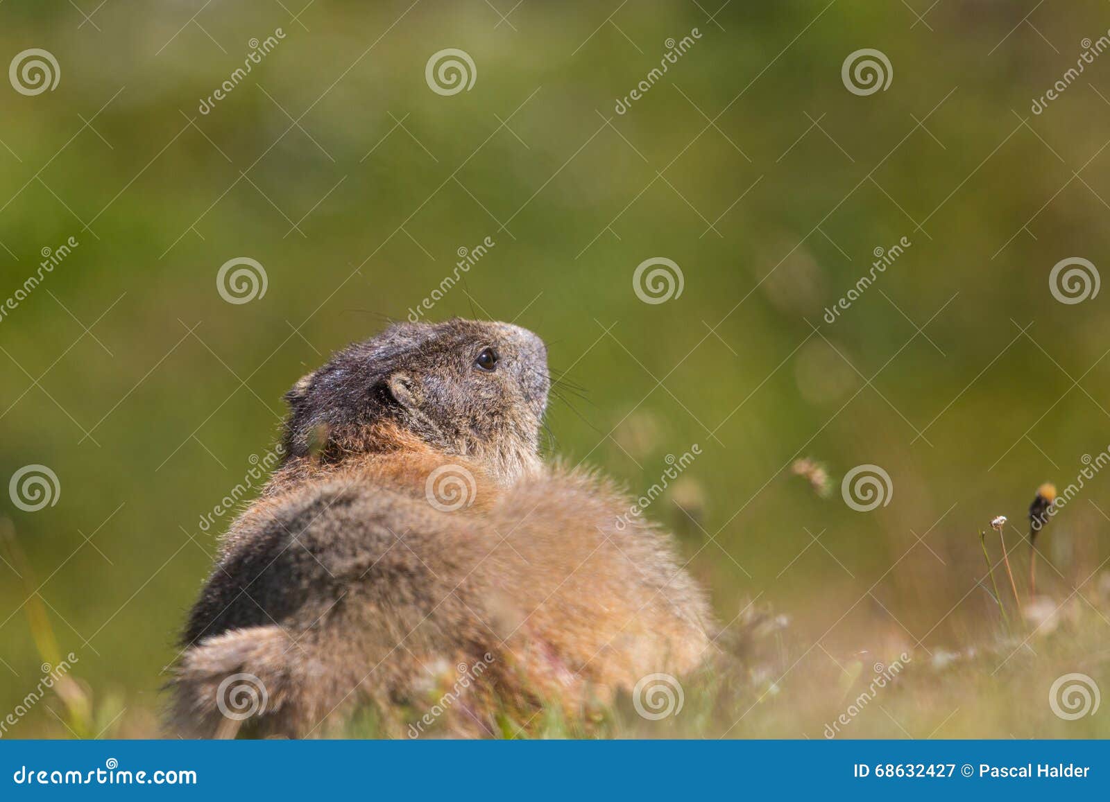 Groundhog (monax Do Marmota) Imagem de Stock - Imagem de protetor ...