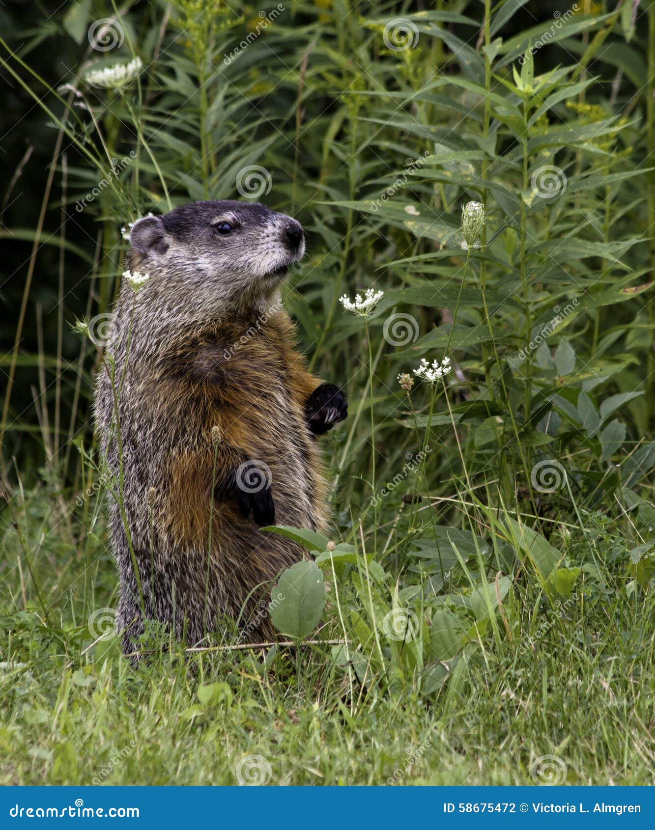 Groundhog (monax marmota) стоковое фото. изображение насчитывающей еда ...