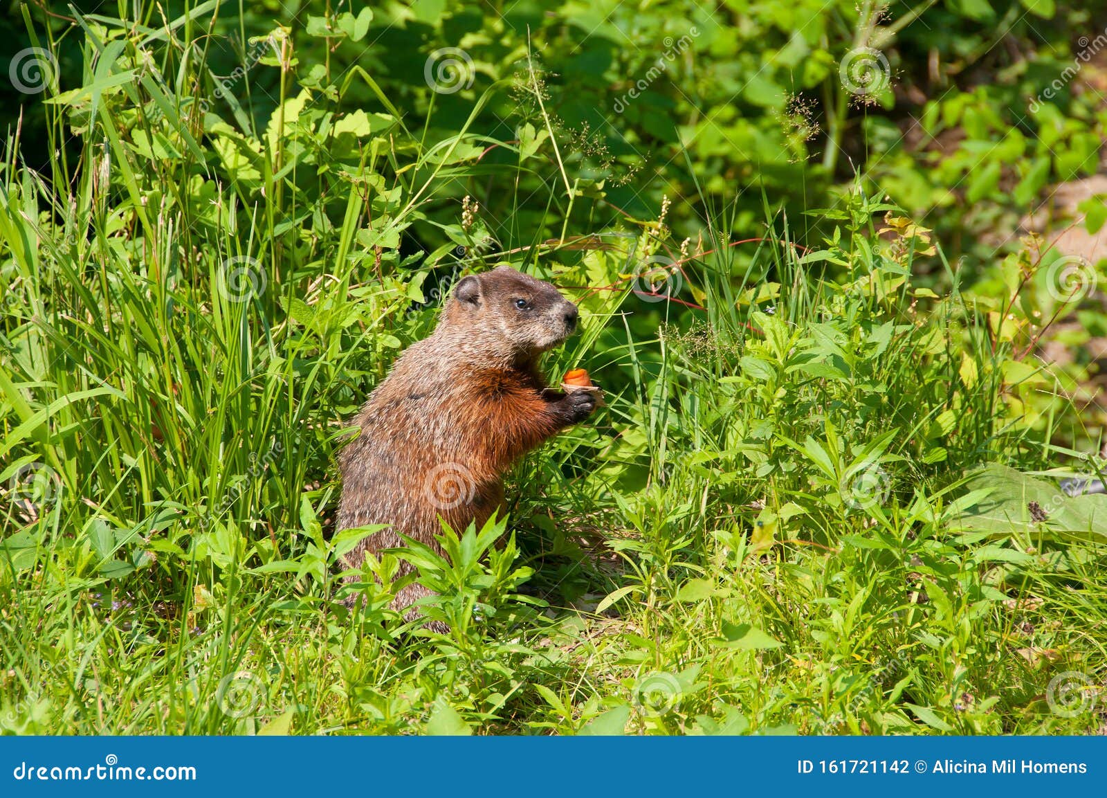 Groundhog in Nature Reserve in Canada Stock Photo - Image of small ...