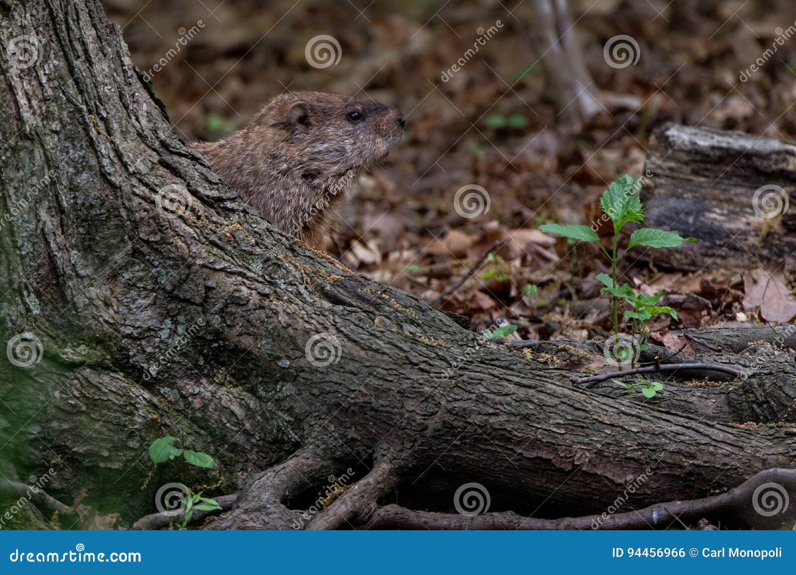 Groundhog Peek stock photo. Image of alert, creature - 94456966