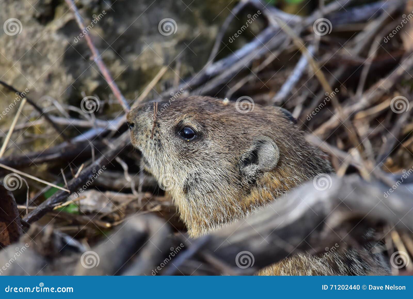 Groundhog stock photo. Image of looking, outdoors, spring - 71202440