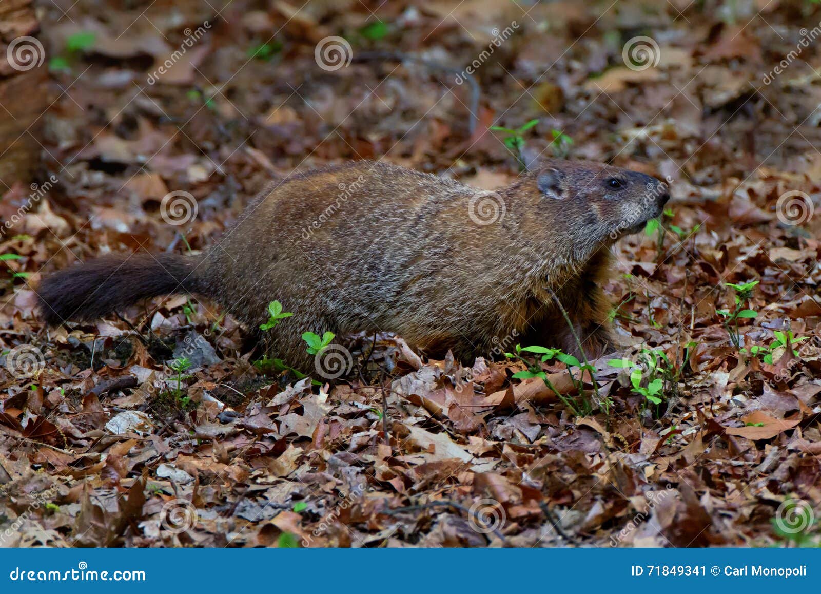 Groundhog Pointing stock image. Image of nature, prairie - 71849341