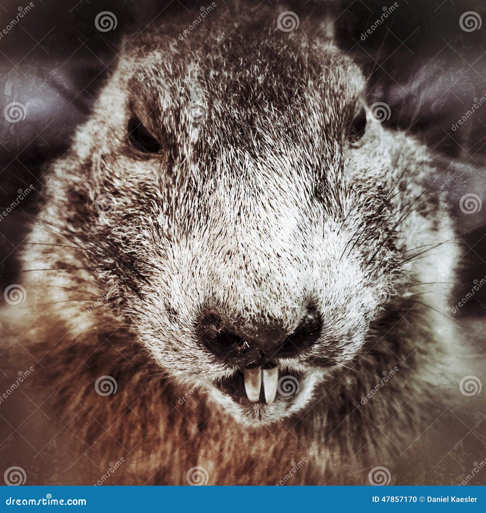 Groundhog stock photo. Image of portrait, rodent, animal - 47857170