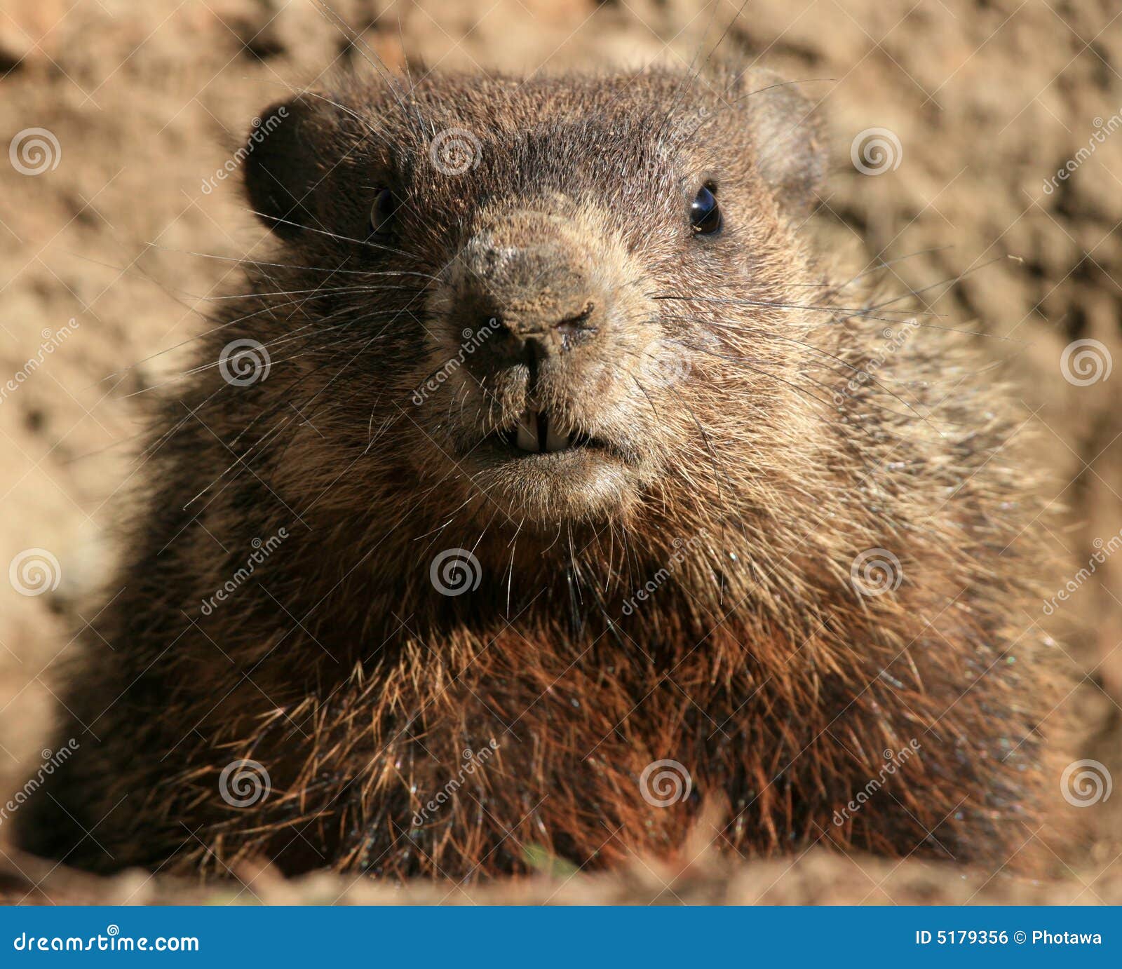 Groundhog Portrait stock photo. Image of animal, wildlife - 5179356