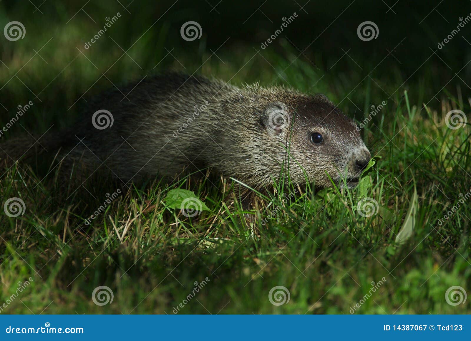 Groundhog pup stock image. Image of exploring, wildlife - 14387067