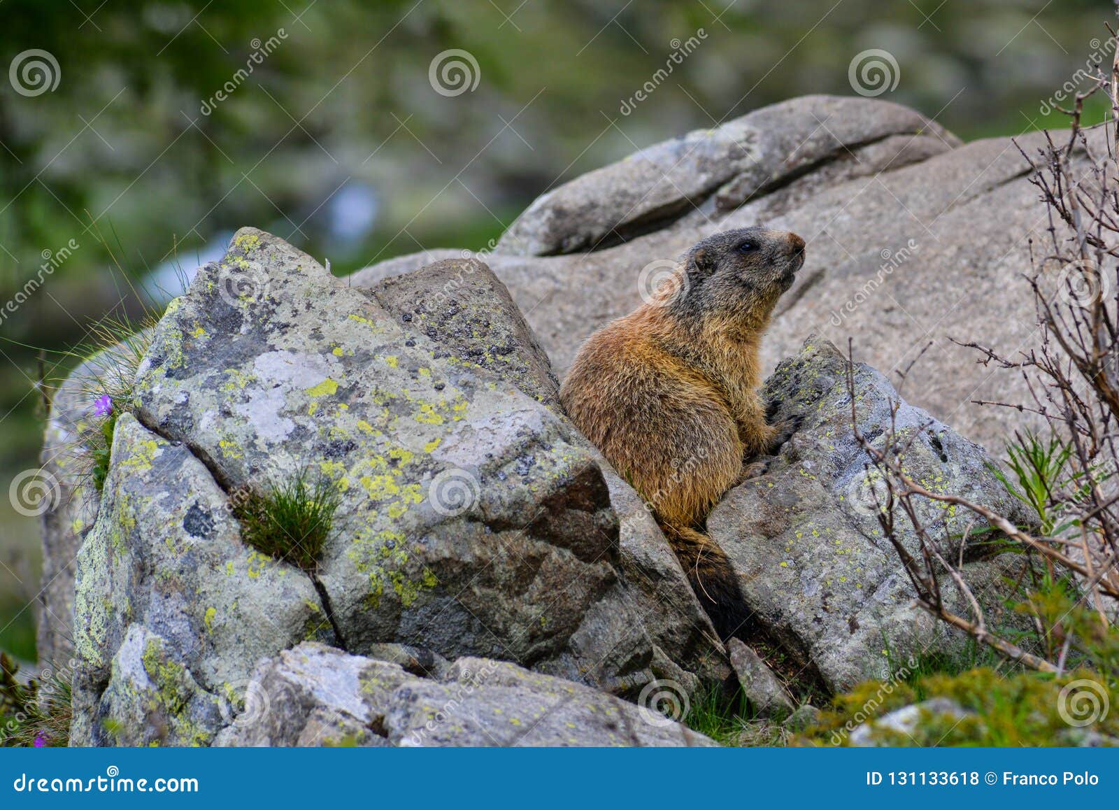 Groundhog on a rock stock photo. Image of grass, resting - 131133618