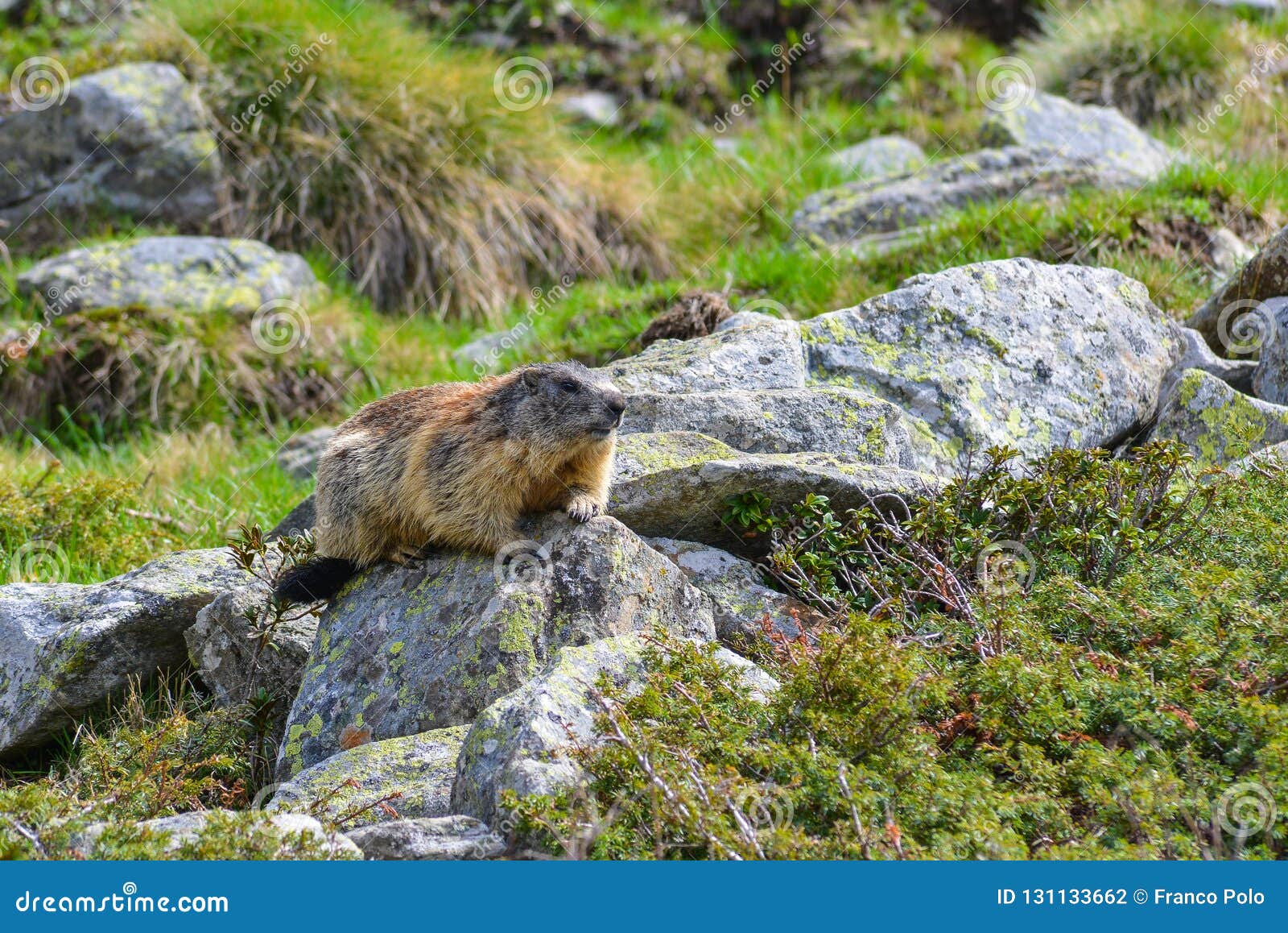 Groundhog on a rock stock photo. Image of wild, groundhog - 131133662