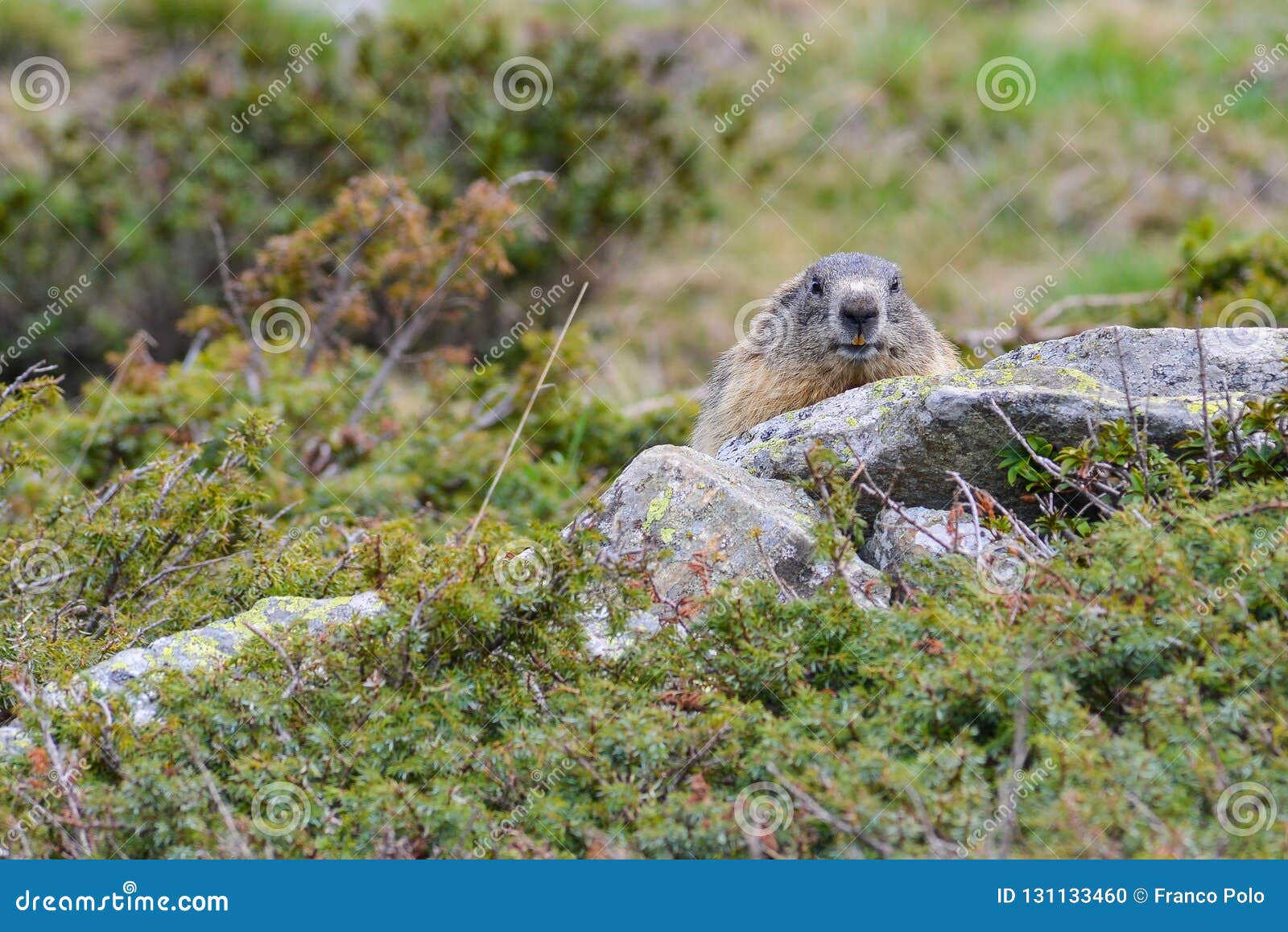 Groundhog on a rock stock photo. Image of watching, resting - 131133460