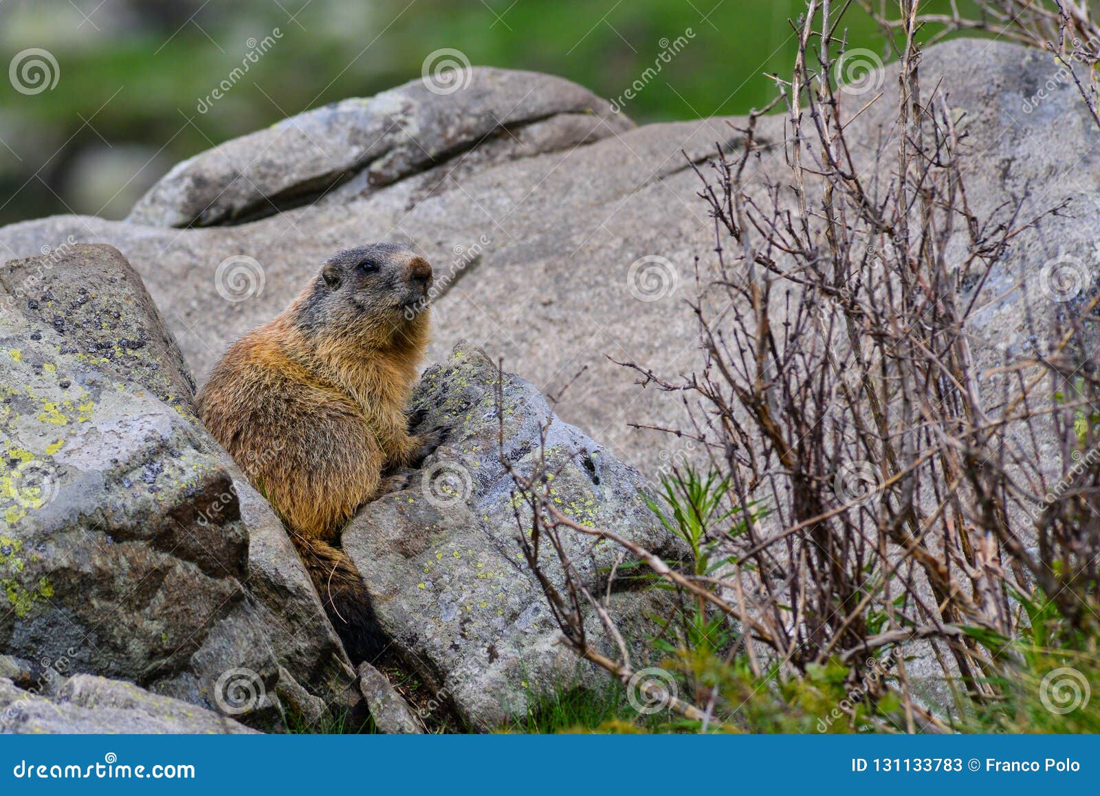 Groundhog on a rock stock image. Image of outdoor, nature - 131133783