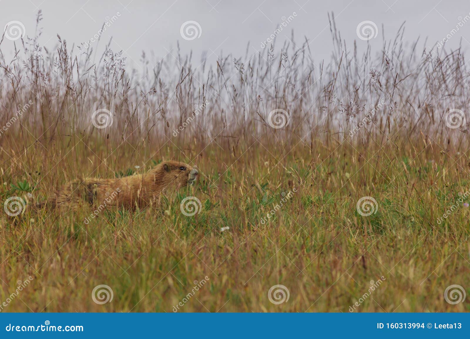 Groundhog Running through Meadow Stock Photo - Image of port ...