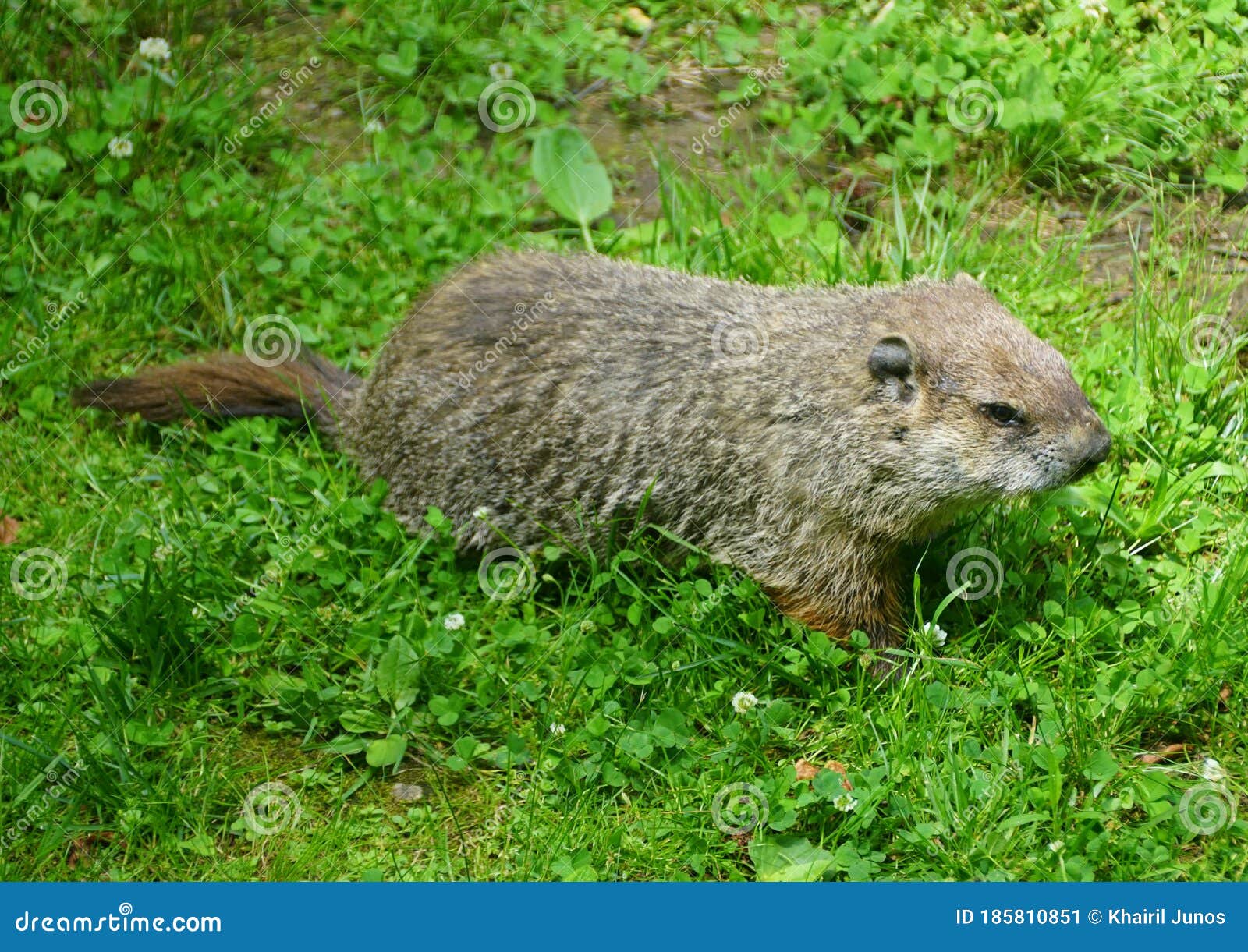 Groundhog Searching for Food on the Grass Stock Image - Image of rodent ...