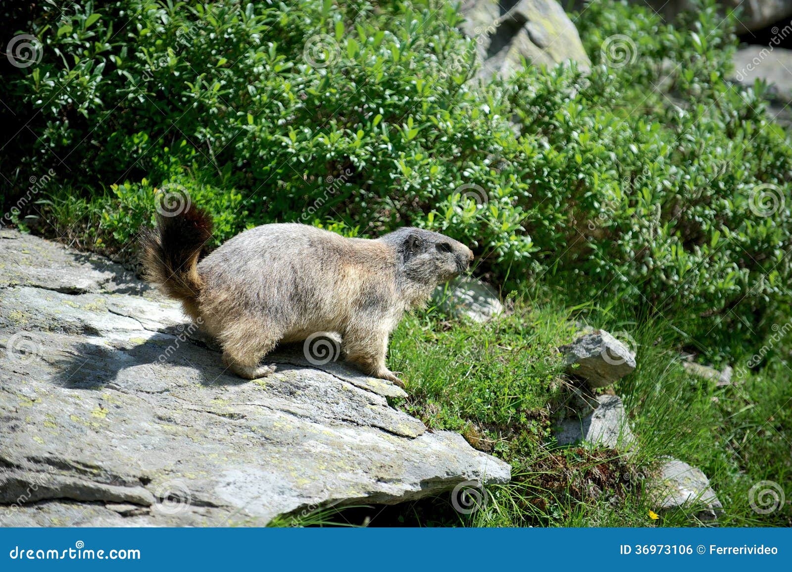 Groundhog stock photo. Image of level, curiosity, spring - 36973106
