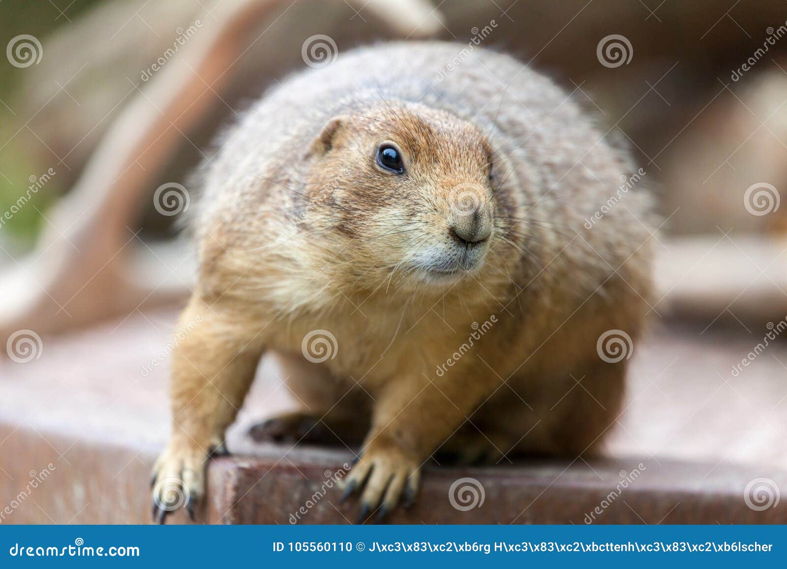 Groundhog Sits on Ground and Looks To the Side Stock Photo - Image of ...