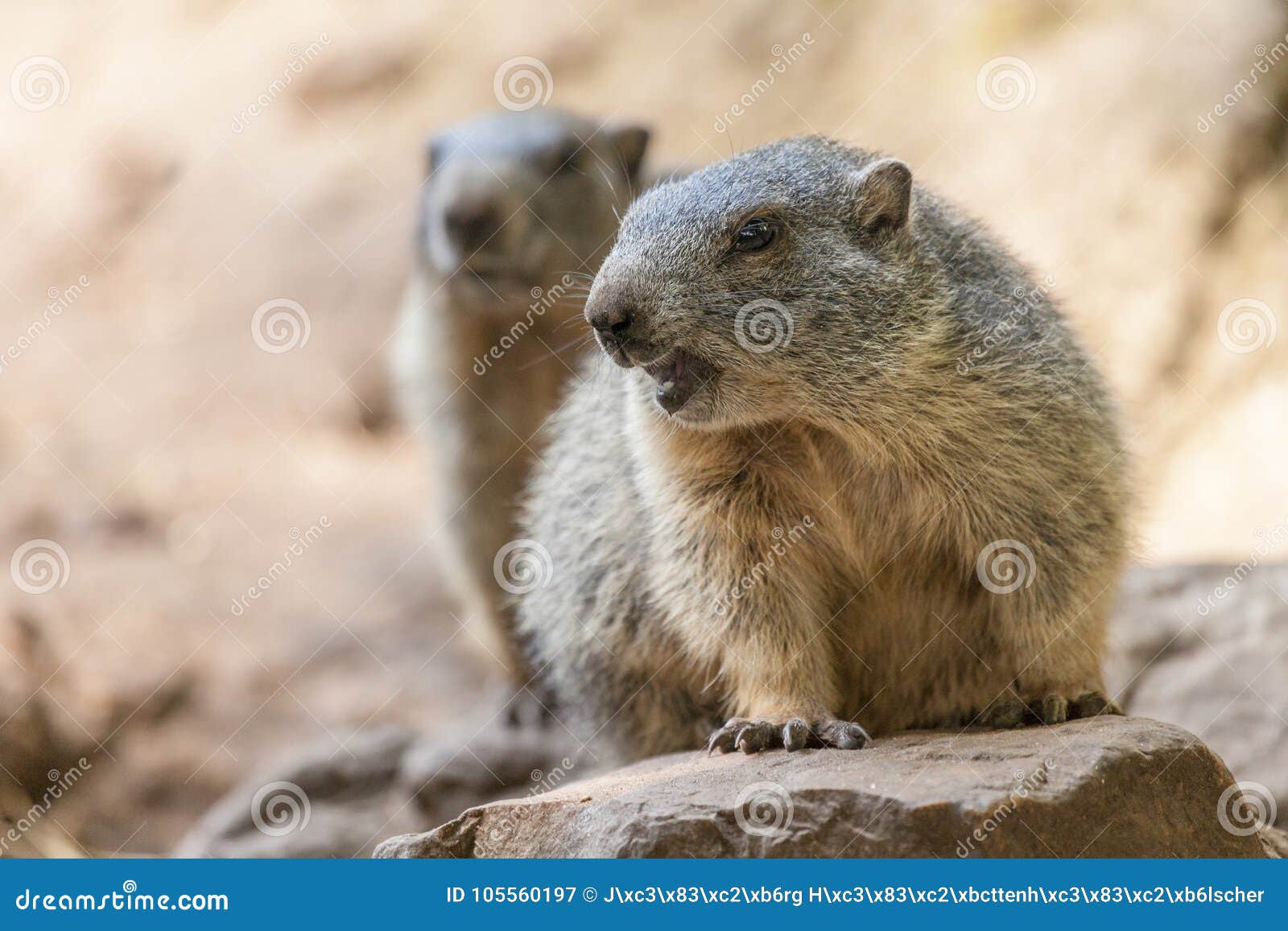 Groundhog Sits on Ground and Looks To the Side Stock Image - Image of ...