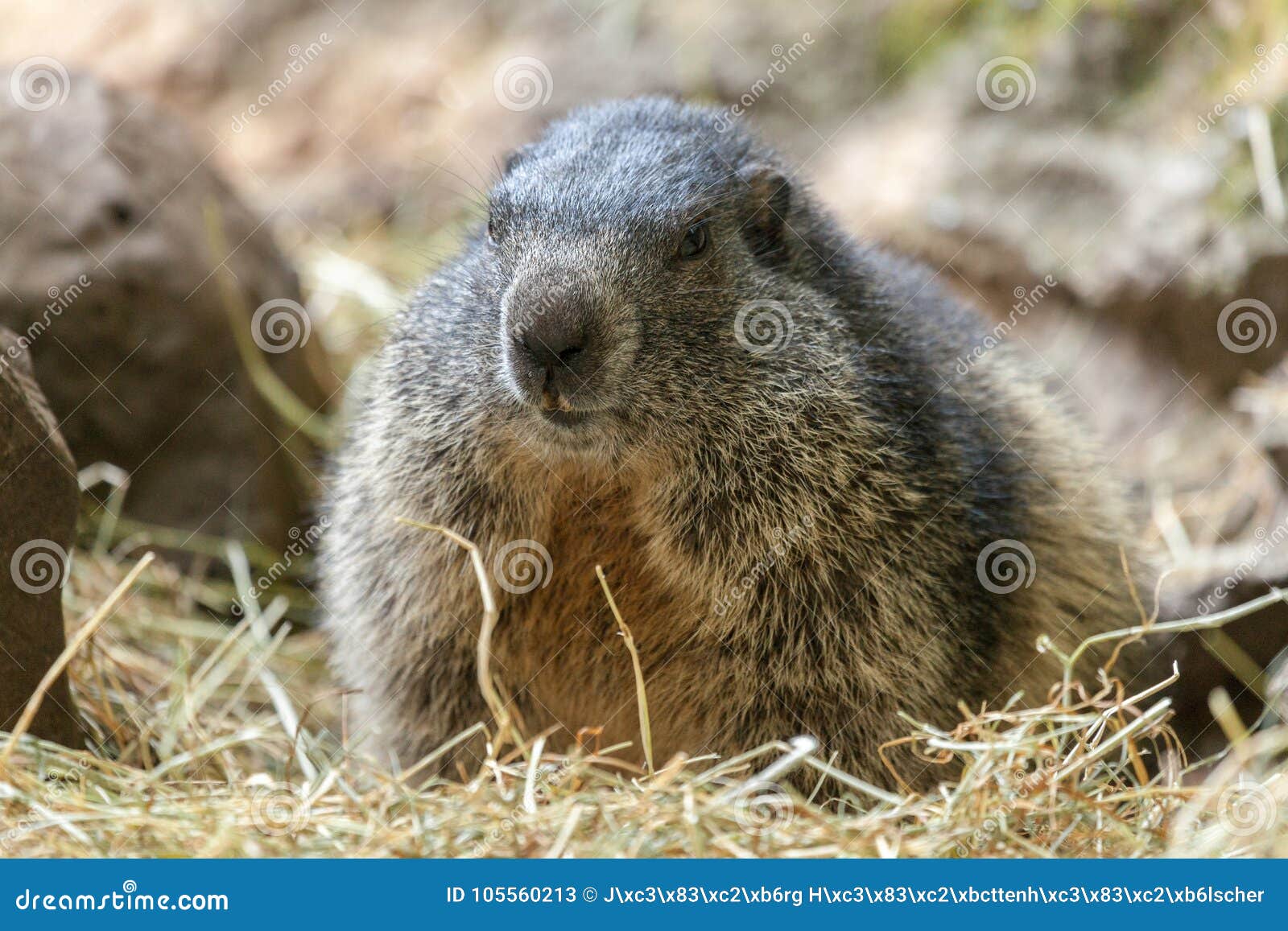 Groundhog Sits on Ground and Looks To the Side Stock Image - Image of ...