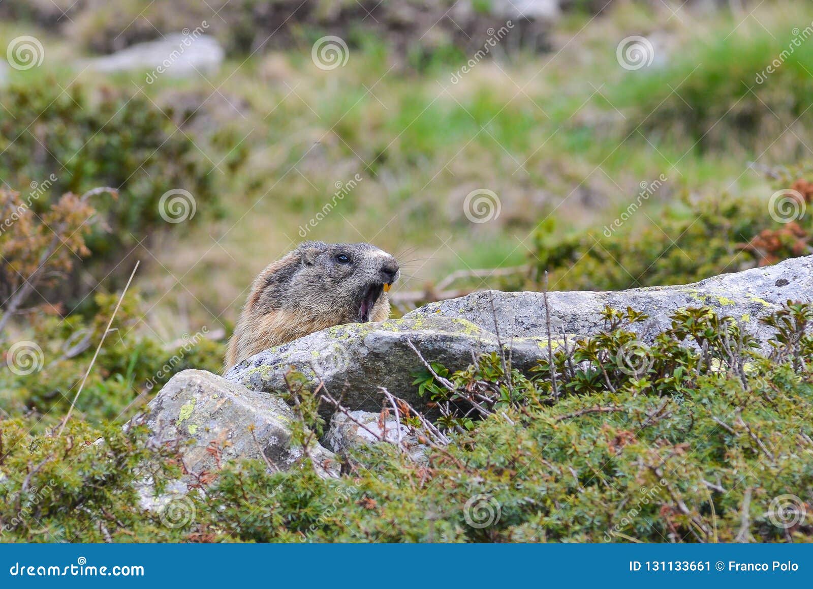 Groundhog on a rock stock image. Image of quiet, groundhog - 131133661