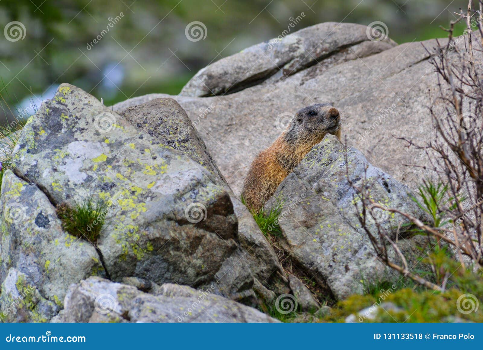 Groundhog on a rock stock photo. Image of beautiful - 131133518