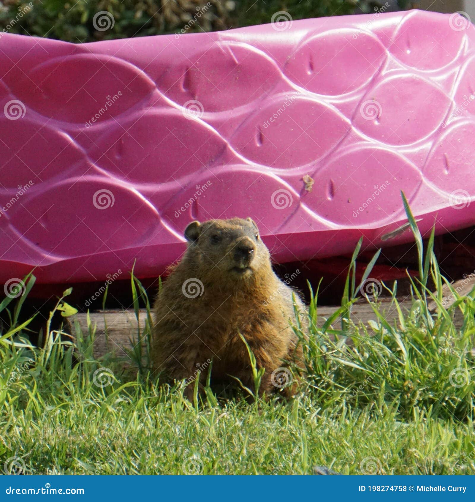 Groundhog Sitting in Front of a Kiddie Pool. Stock Photo - Image of ...