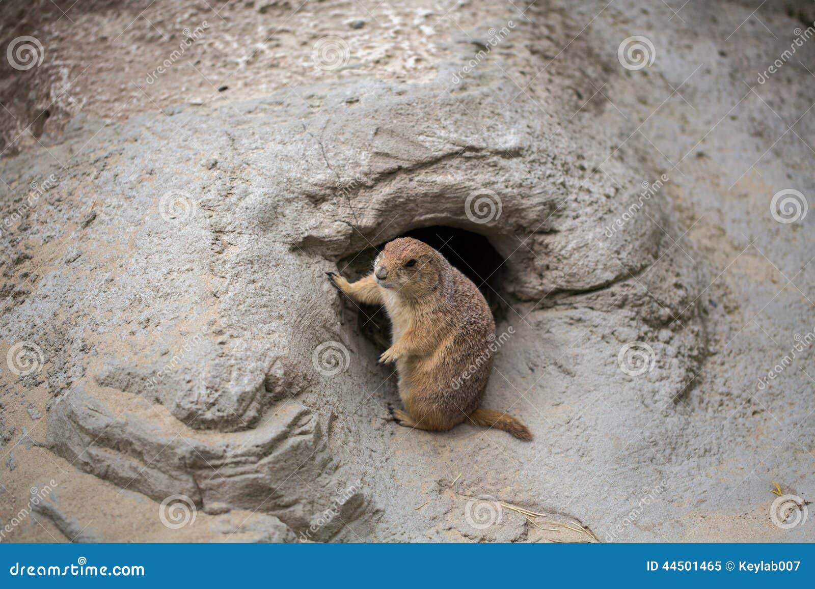 Groundhog Sitting in Front, Switzerland Stock Image - Image of hole ...