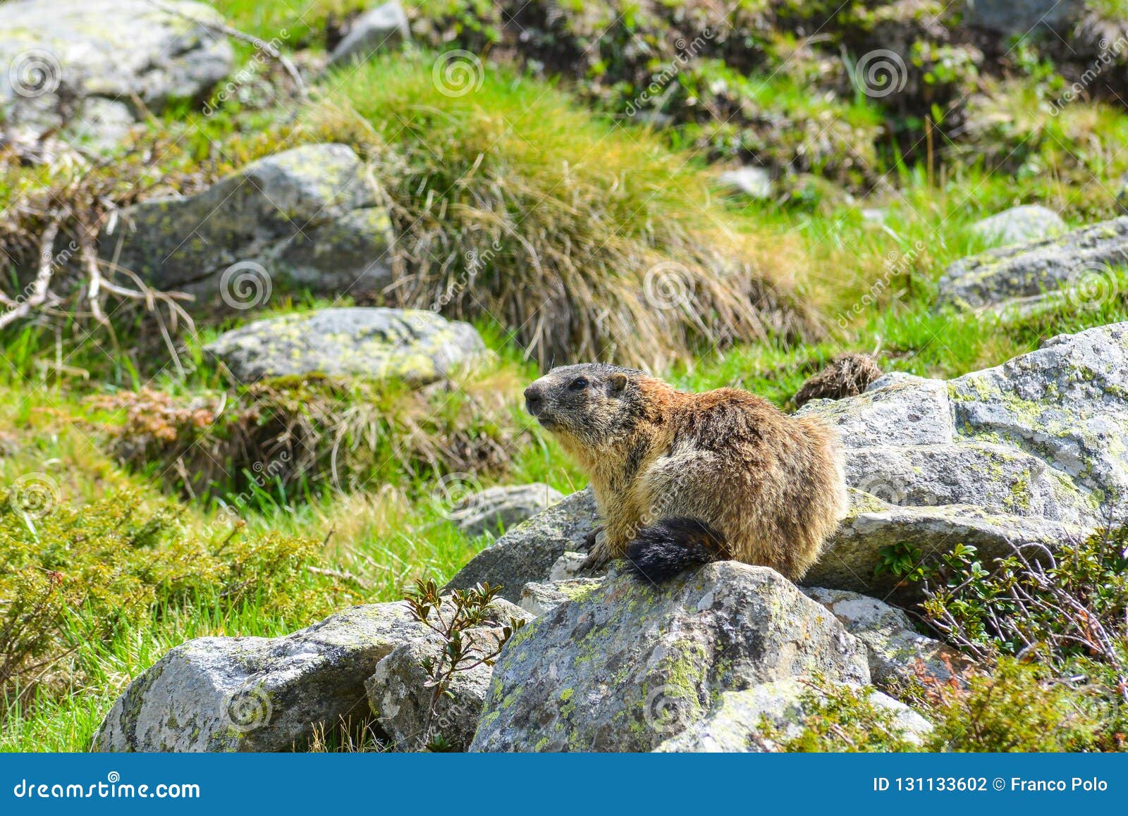 Groundhog on a rock stock photo. Image of marmot, quiet - 131133602