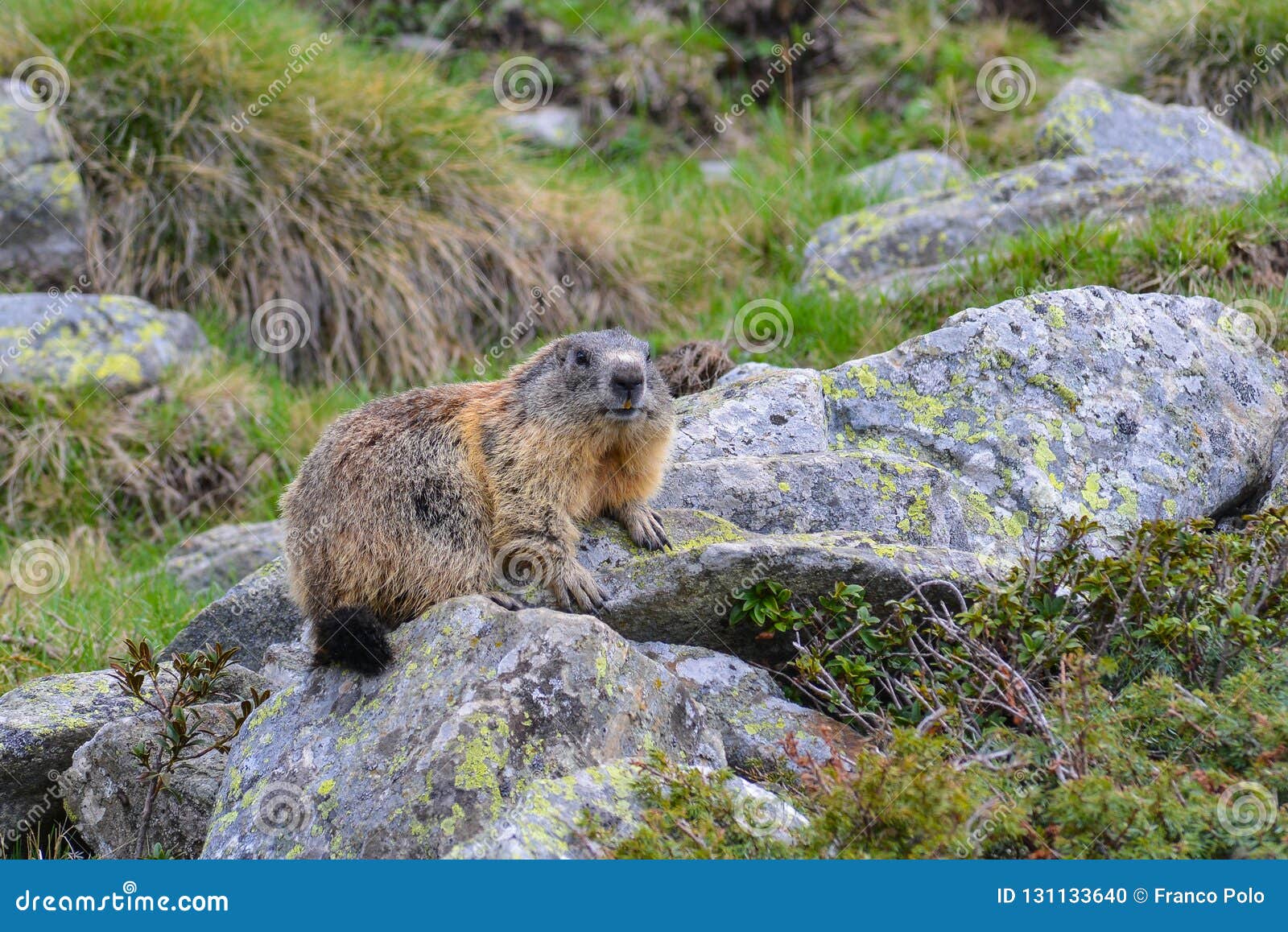Groundhog on a rock stock photo. Image of watching, quiet - 131133640