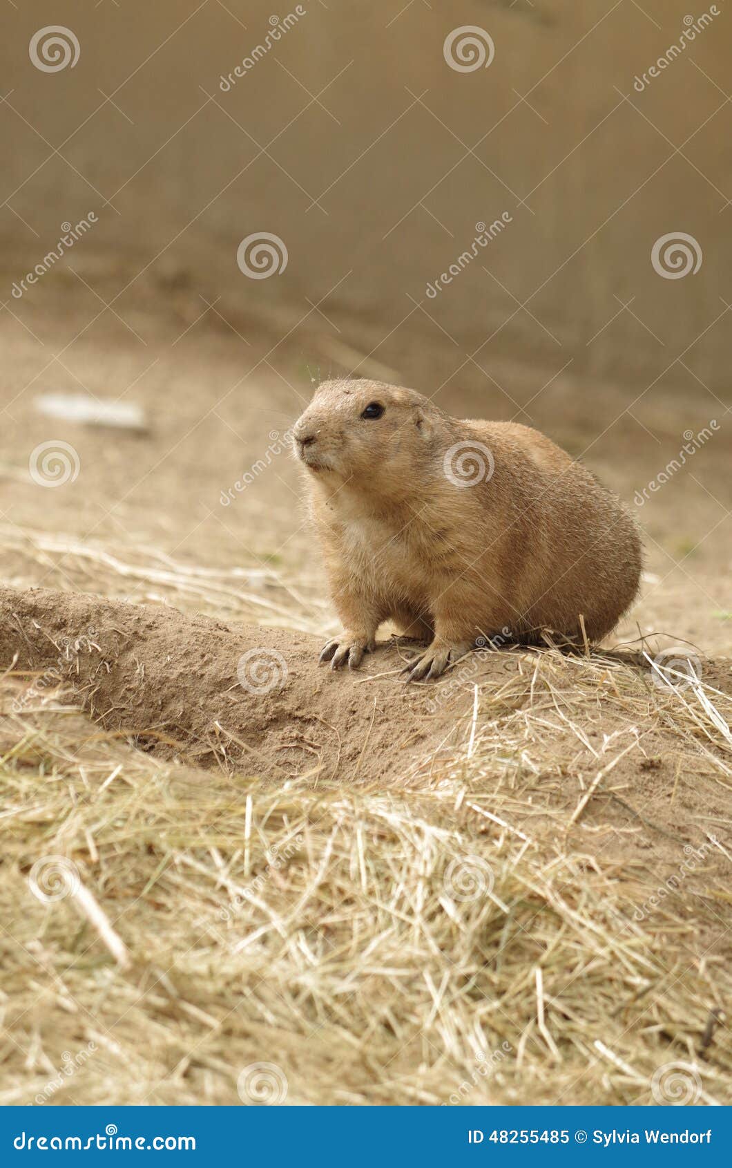 Groundhog stock image. Image of groundhog, groundhogs - 48255485