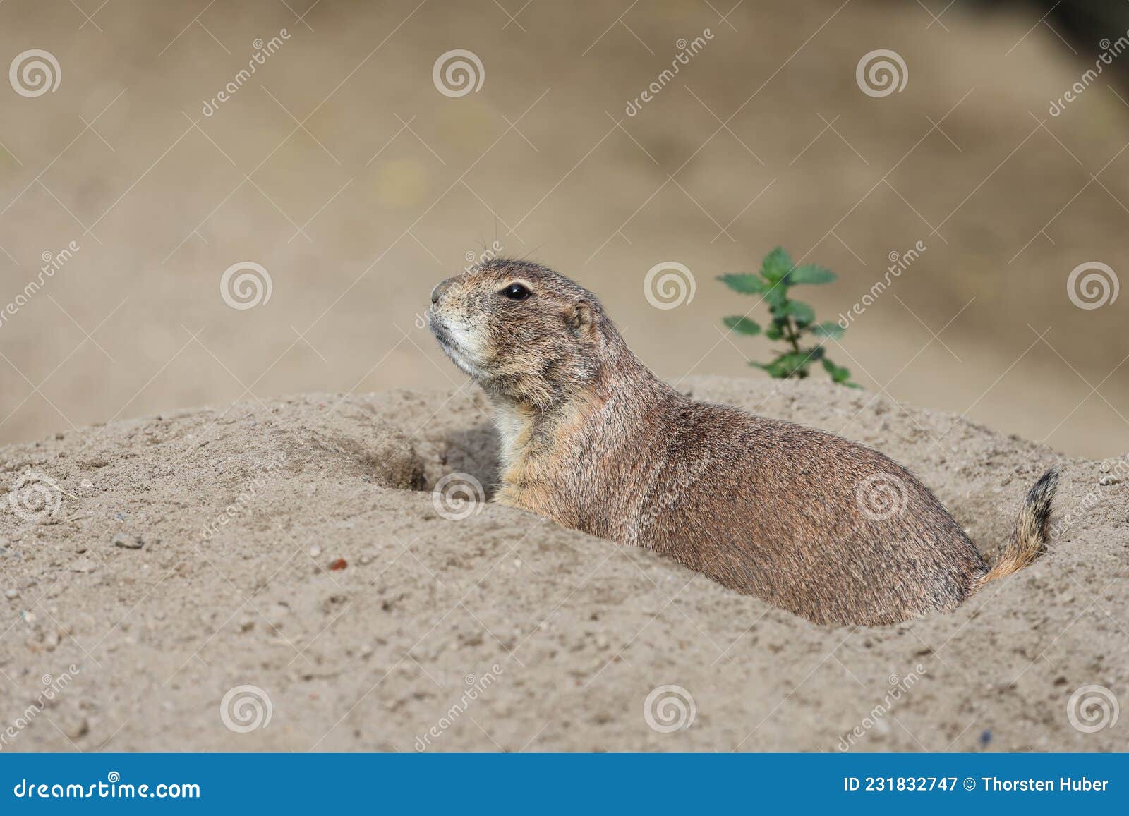 Groundhog Sitting on Sand Floor Stock Image - Image of wild, animal ...
