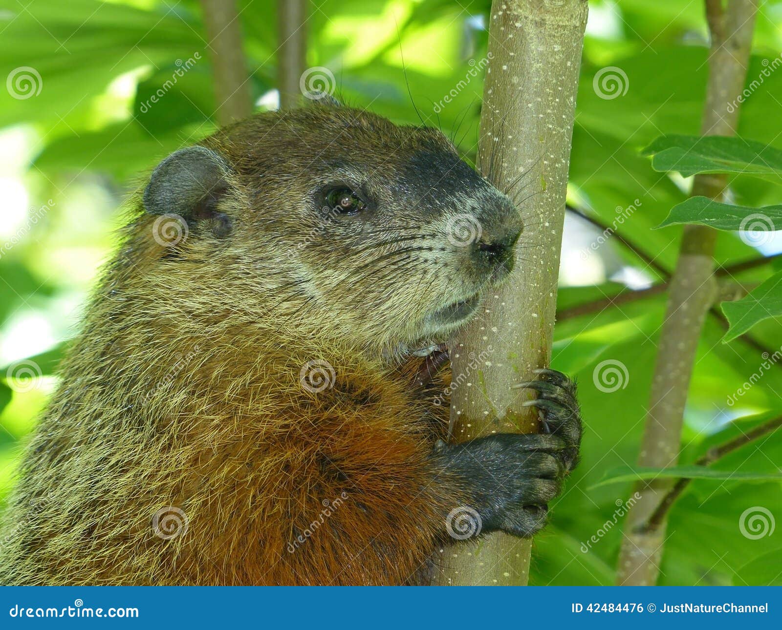 Groundhog Sitting in a Tree Stock Photo - Image of sitting, closeup ...