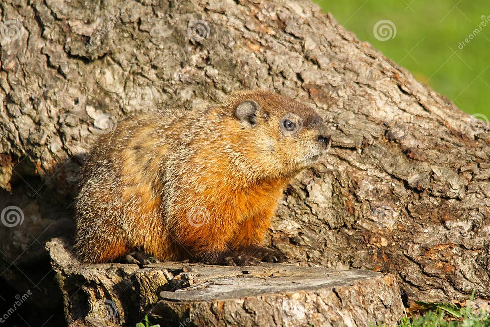 Groundhog Sitting on Tree Stump Stock Photo - Image of nuisance, cute ...
