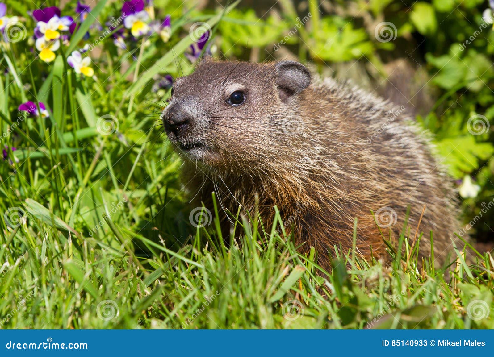 Groundhog in spring stock image. Image of mammal, spring - 85140933