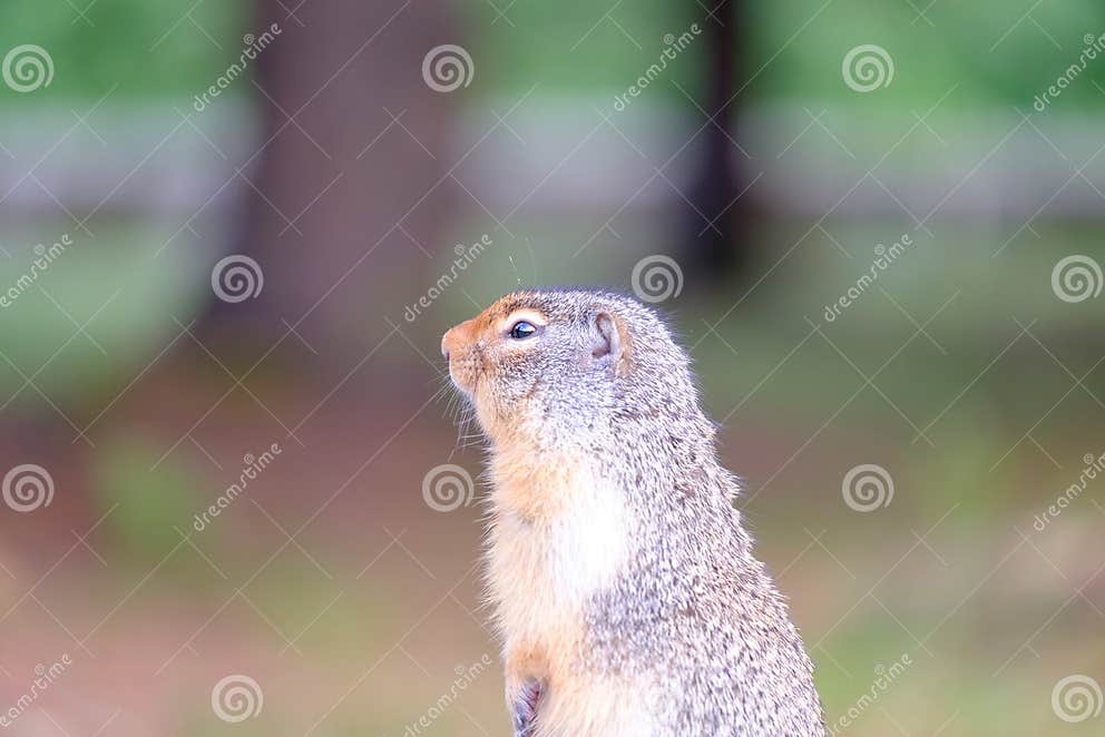 Groundhog stock image. Image of brown, ground, prairie - 57599495