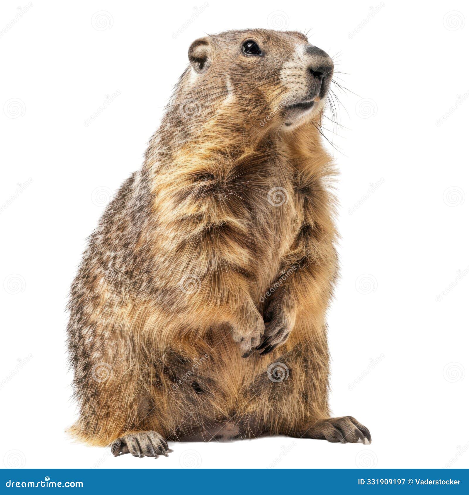 A Groundhog Standing Upright with Its Paws Folded in Front of Its Chest ...