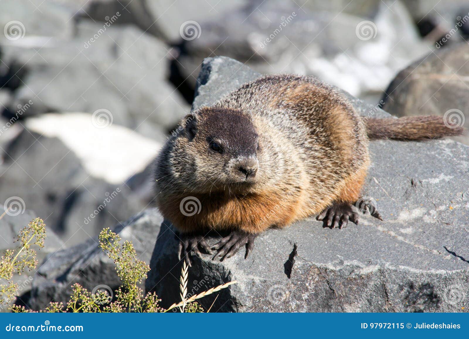 Groundhog Sun Bathing Over a Rock at Summer Stock Image - Image of ...