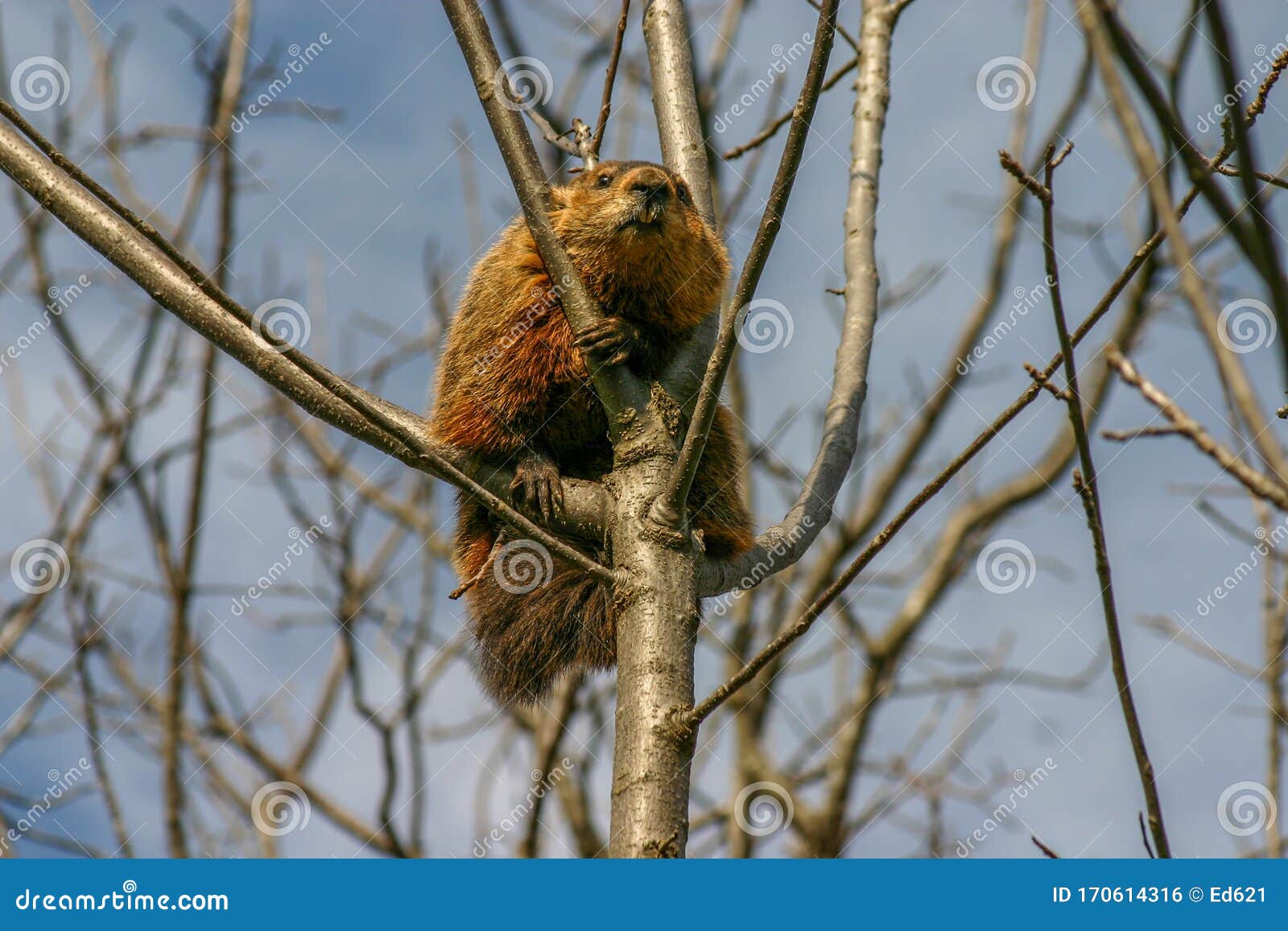 Groundhog in a tree stock photo. Image of precarious - 170614316