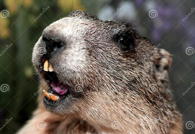 Groundhog with Yellow Teeth while Whistling Stock Image - Image of ...